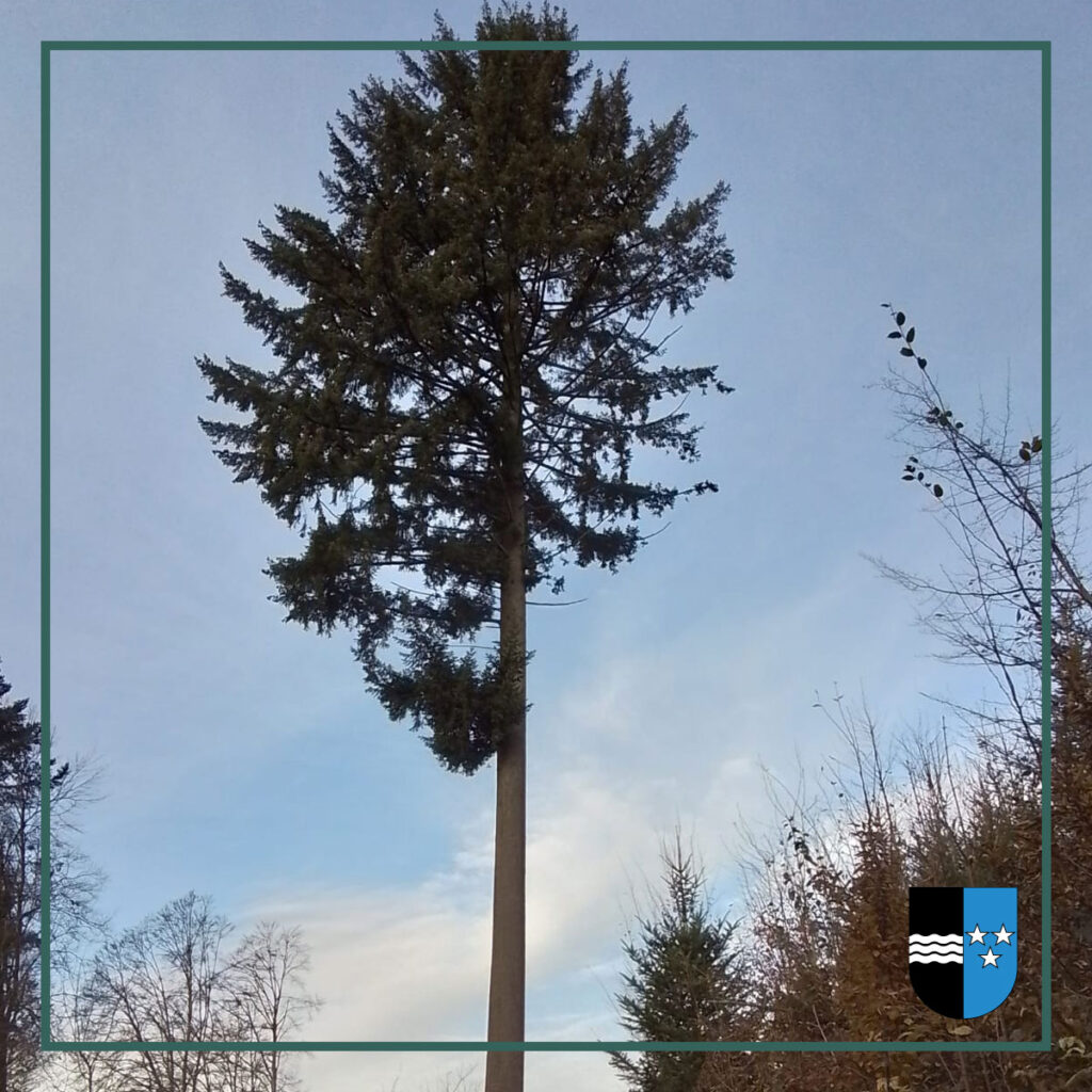 Projekte - SwissTrees