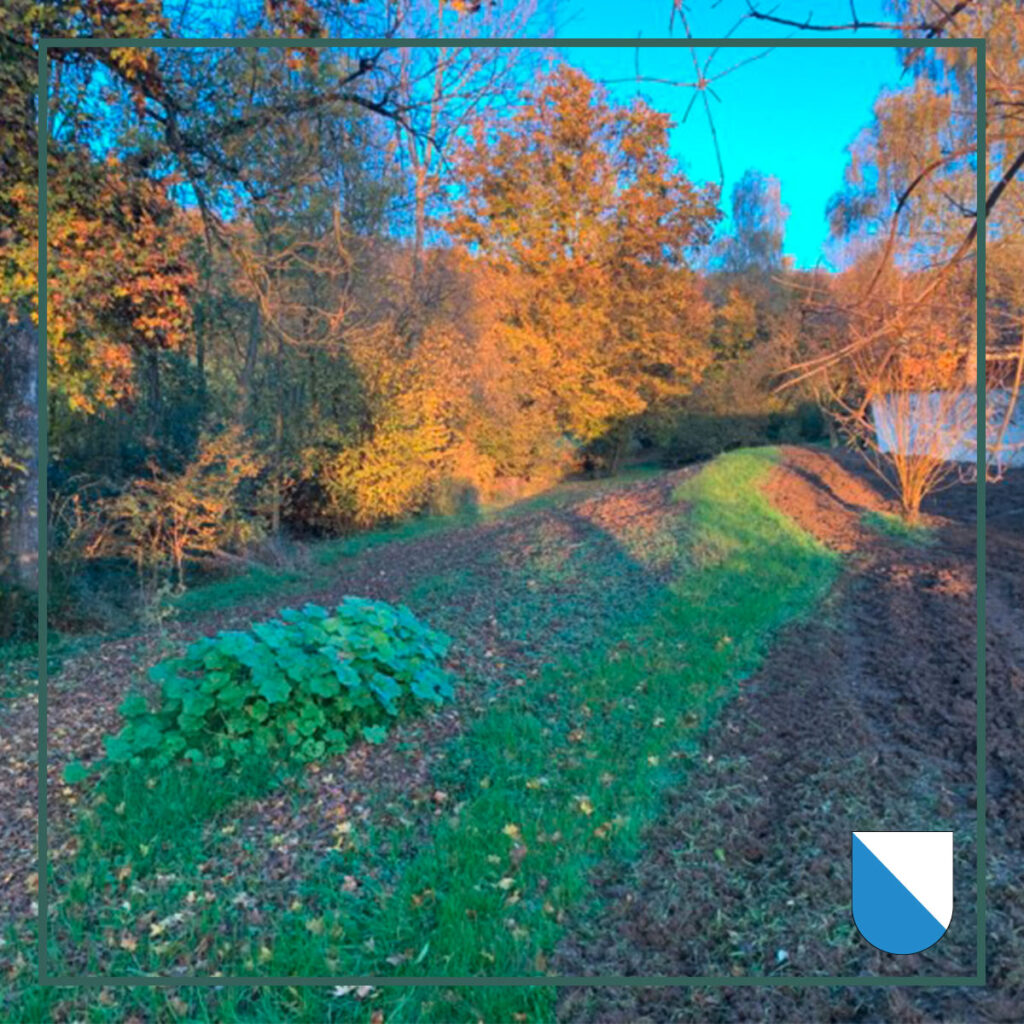 Projekte - SwissTrees