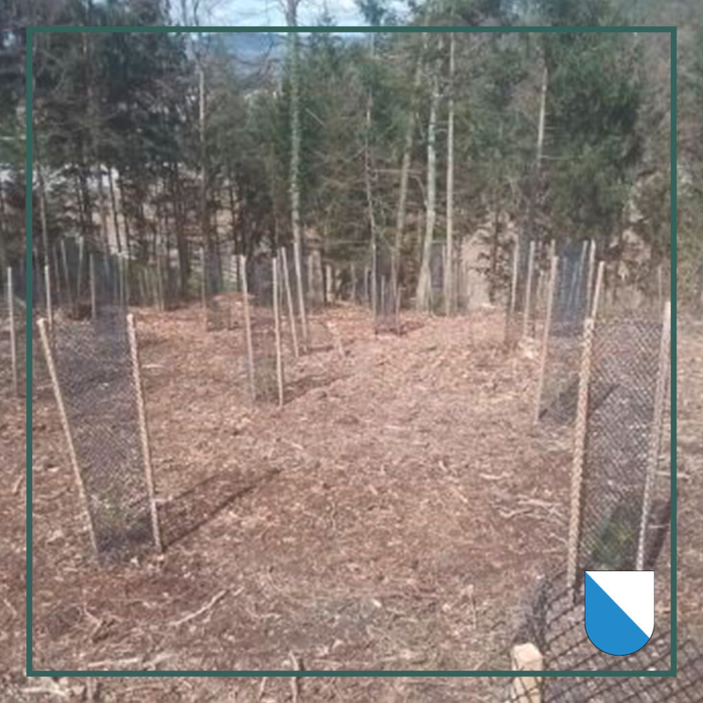 Projekte - SwissTrees